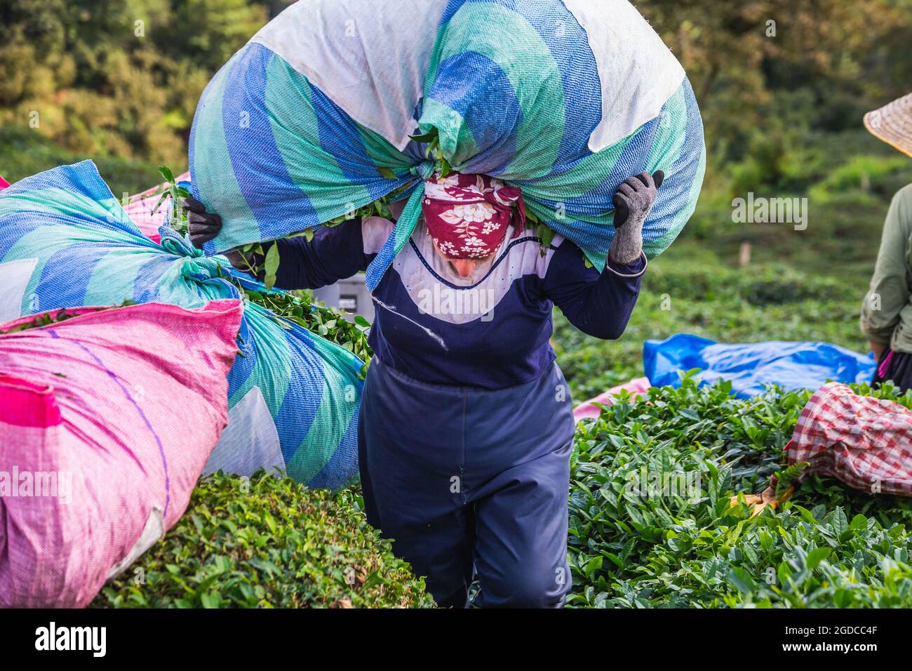 Tea harvest workers Stock Photo - Alamy