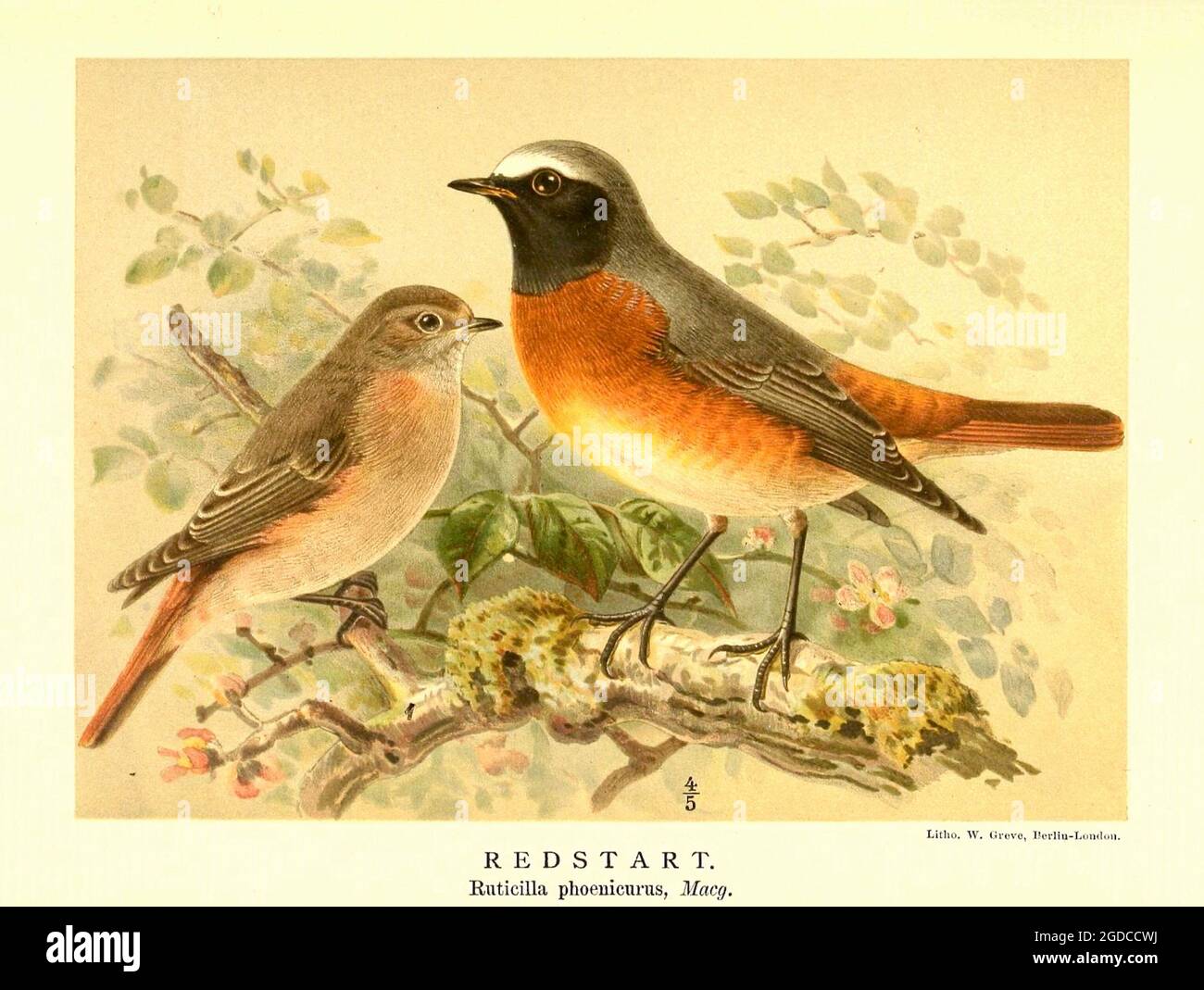 Ruticilla phoenicurus hi-res stock photography and images - Alamy