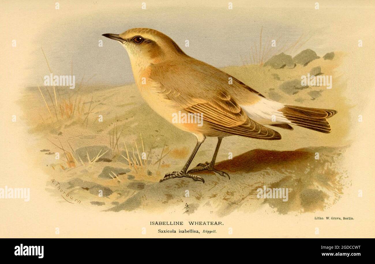 Vintage British bird illustration by Archibald Thorburn - Isbelline ...