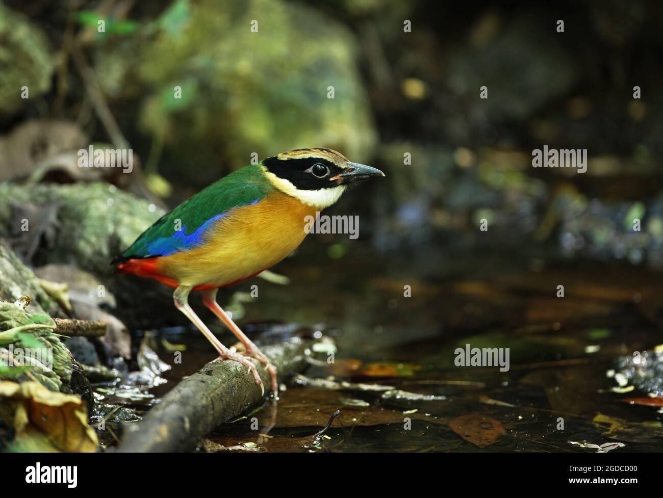 Blue-winged Pitta (Pitta moluccensis) first winter standing by forest ...