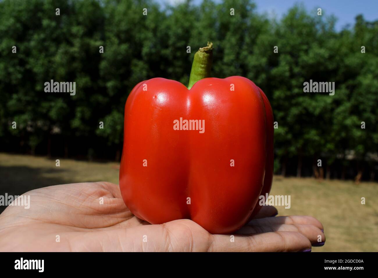 Bright Red Bell pepper or Sweet pepper also known as Red capsicum good ...
