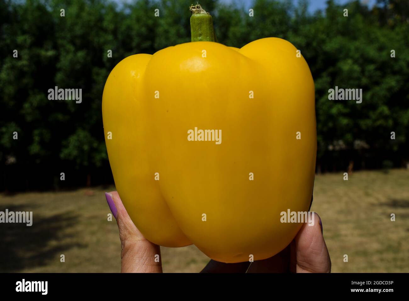 Bright yellow Bell pepper or Sweet pepper also known as Yellow capsicum ...