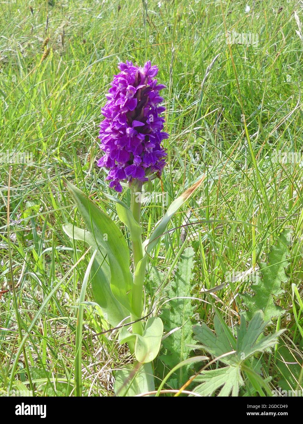 BROAD LEAVED MARSH ORCHID Dactylorhiza majalis Photo: Tony Gale Stock Photo - Alamy