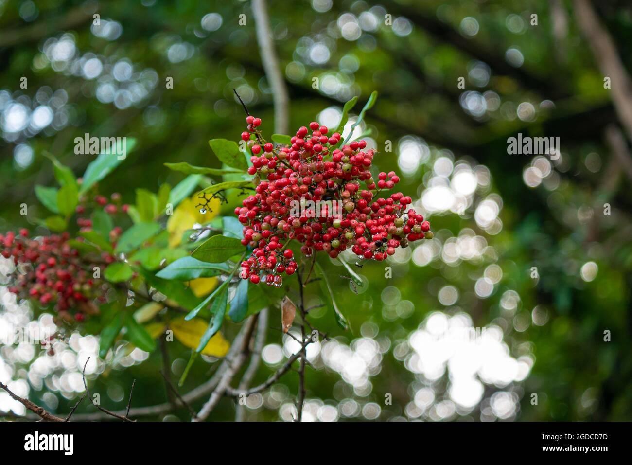 Rose Pepper (Schinus terebinthifolia) Knows as Brazilian Peppertree ...
