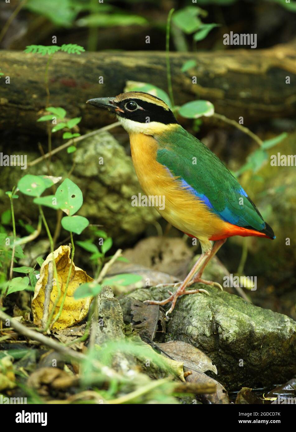 Blue-winged Pitta (Pitta moluccensis) first winter standing by forest ...