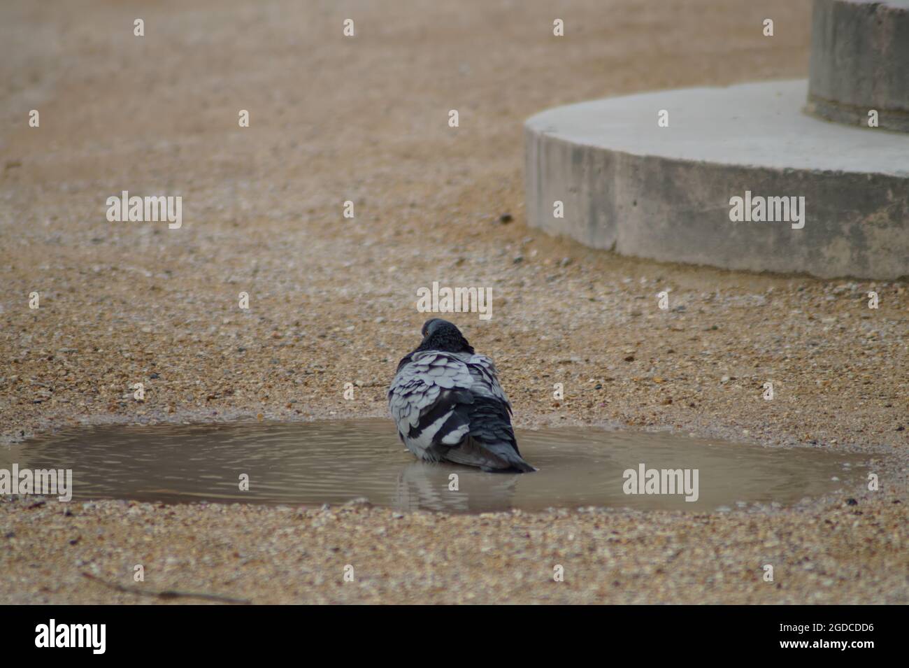 Pigeon swimming pool bird hi-res stock photography and images - Alamy