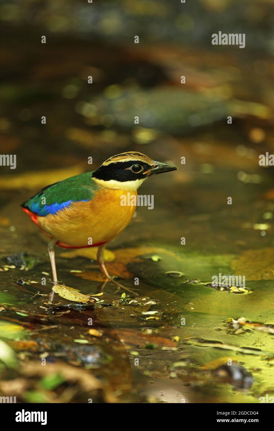 Blue-winged Pitta (Pitta moluccensis) first winter standing in forest ...