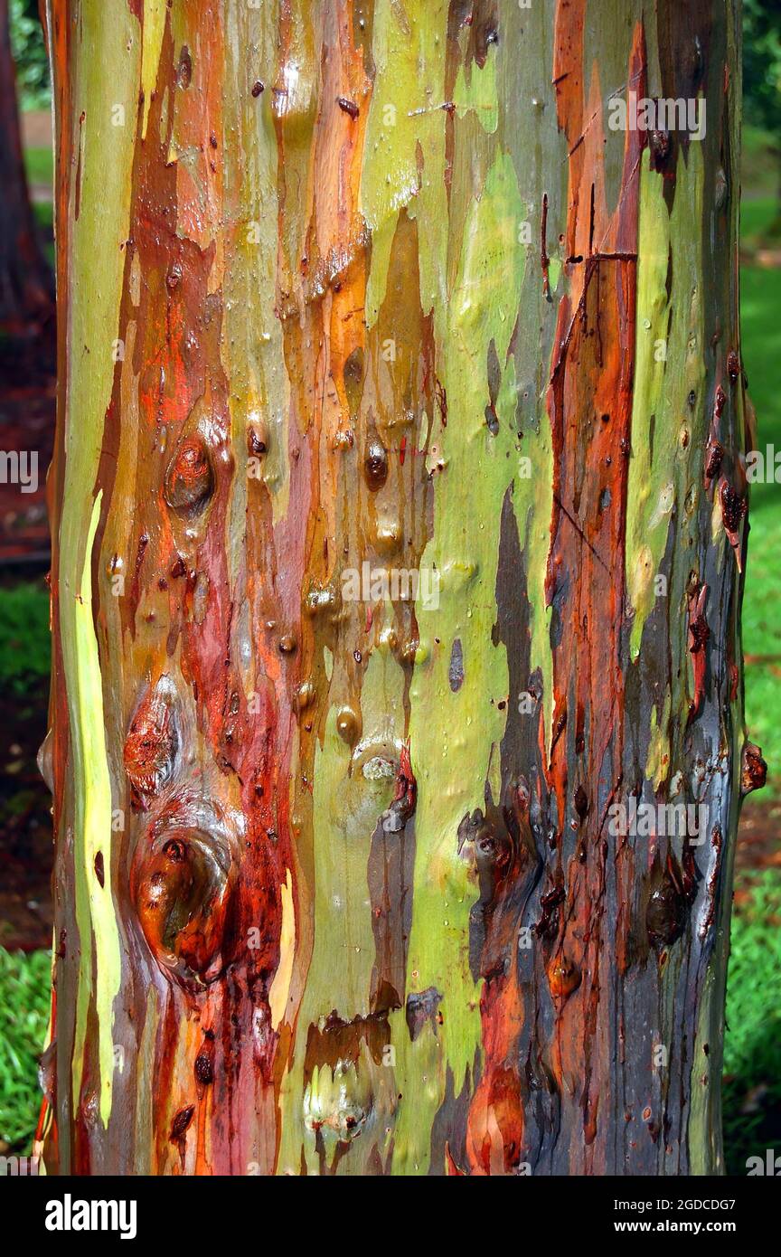 Closeup image shows the patchwork-like coloration of the bark on the ...