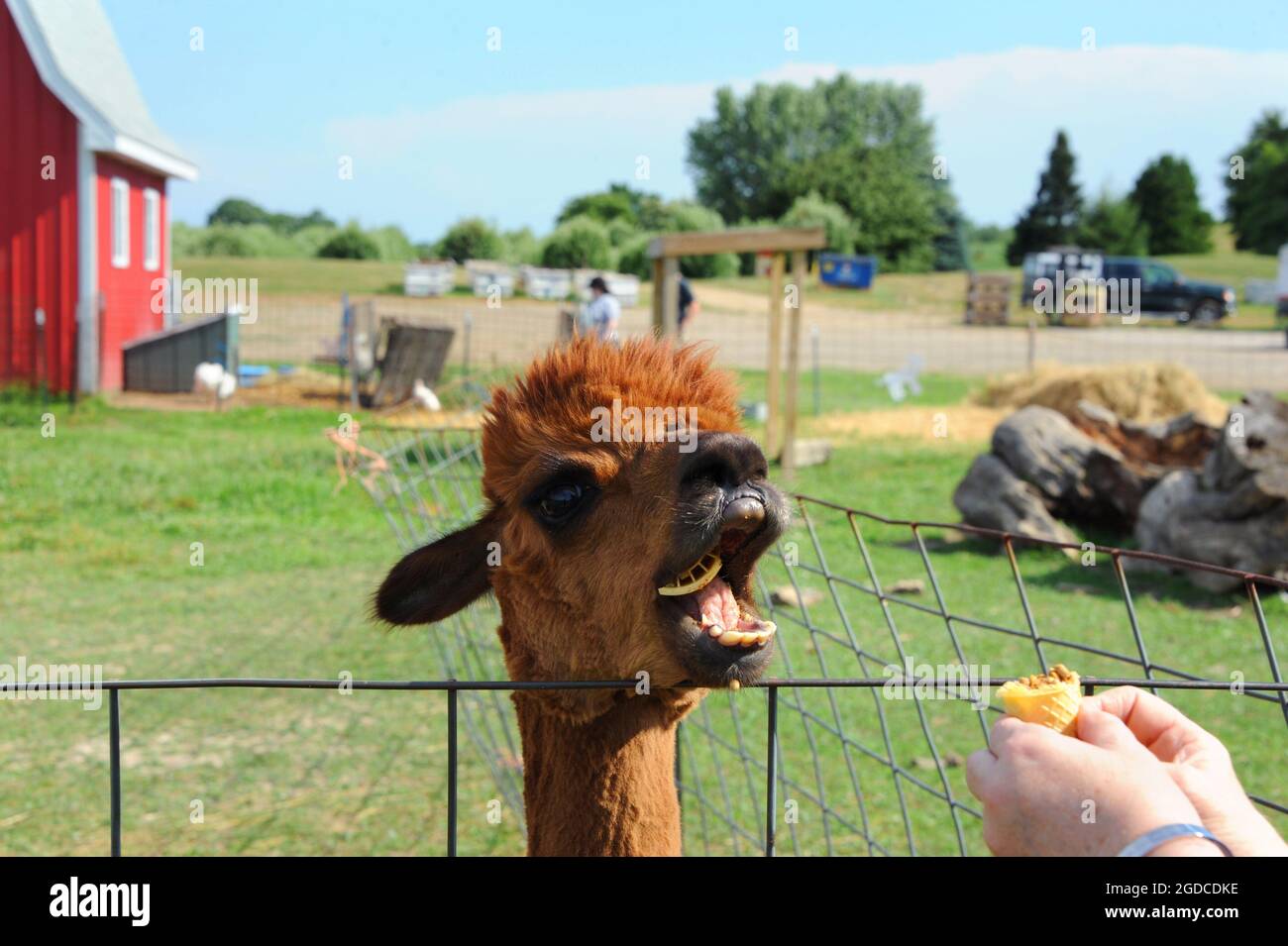 Alpaca takes a huge bite of a feed filled ice cream cone. Cone can ...