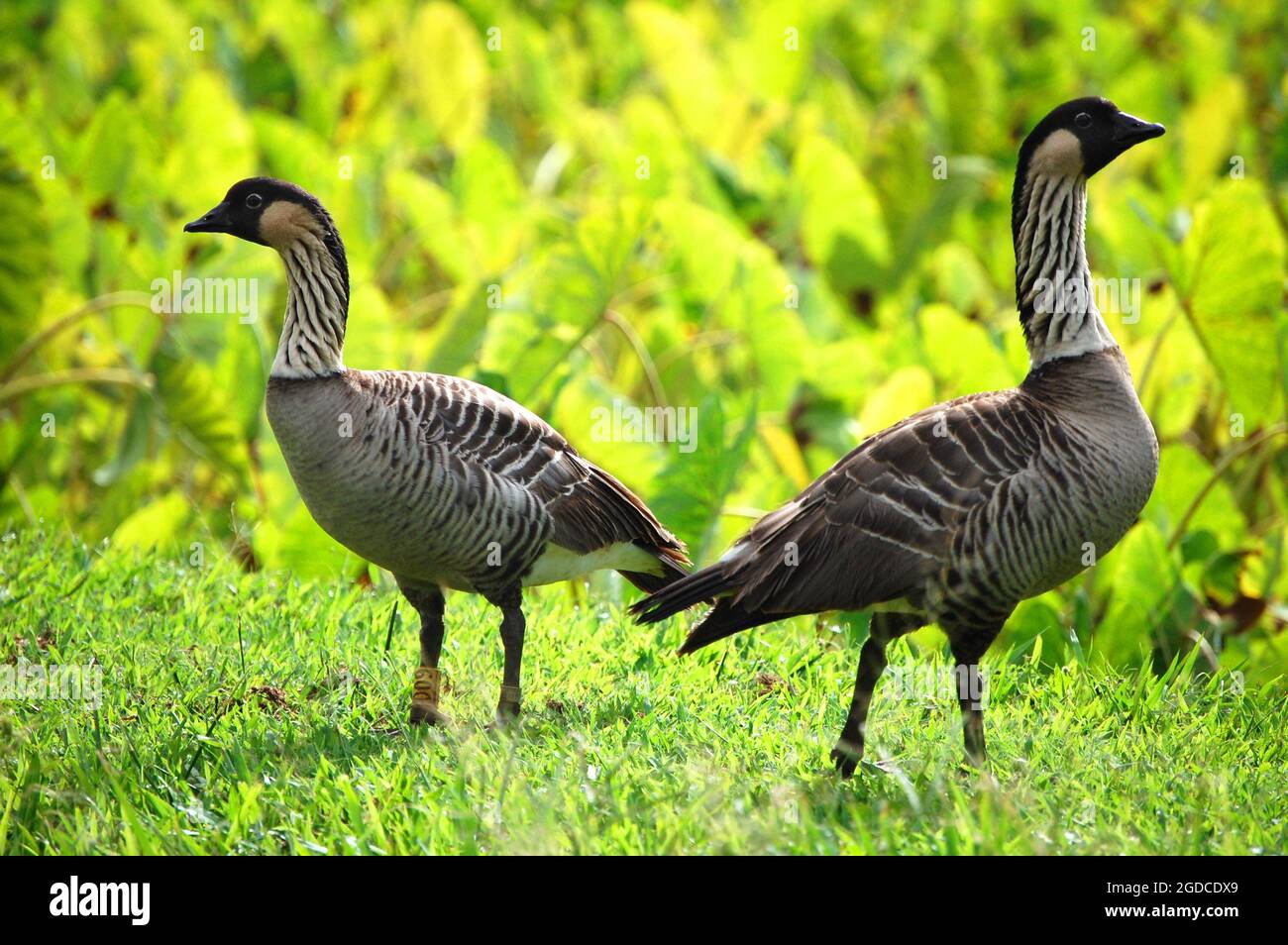 Two Nene birds on the island of Kauai, Hawaii, face opposite directions ...