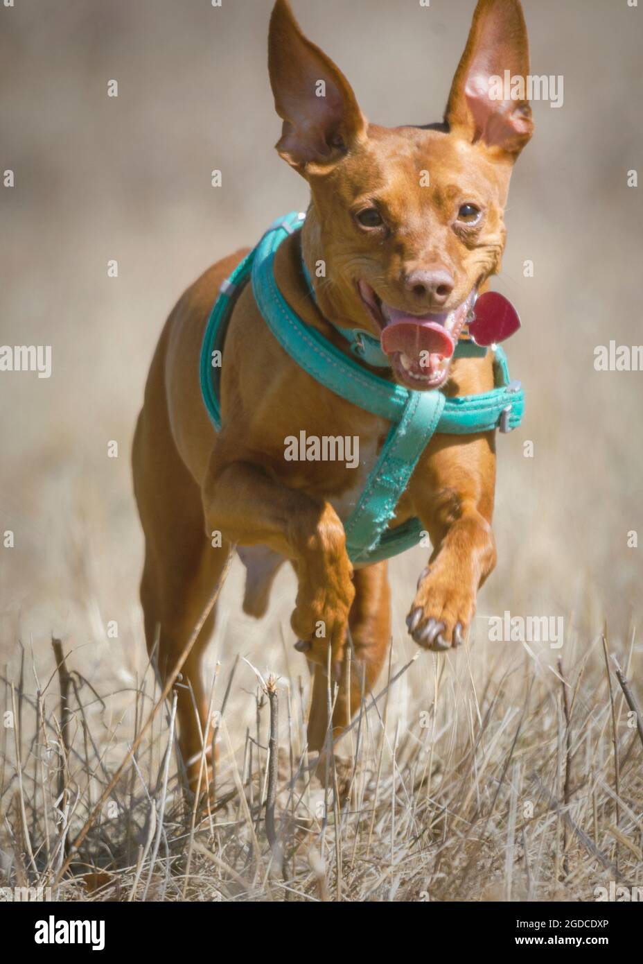 A male miniature pinscher runs through the brown grass in early spring ...