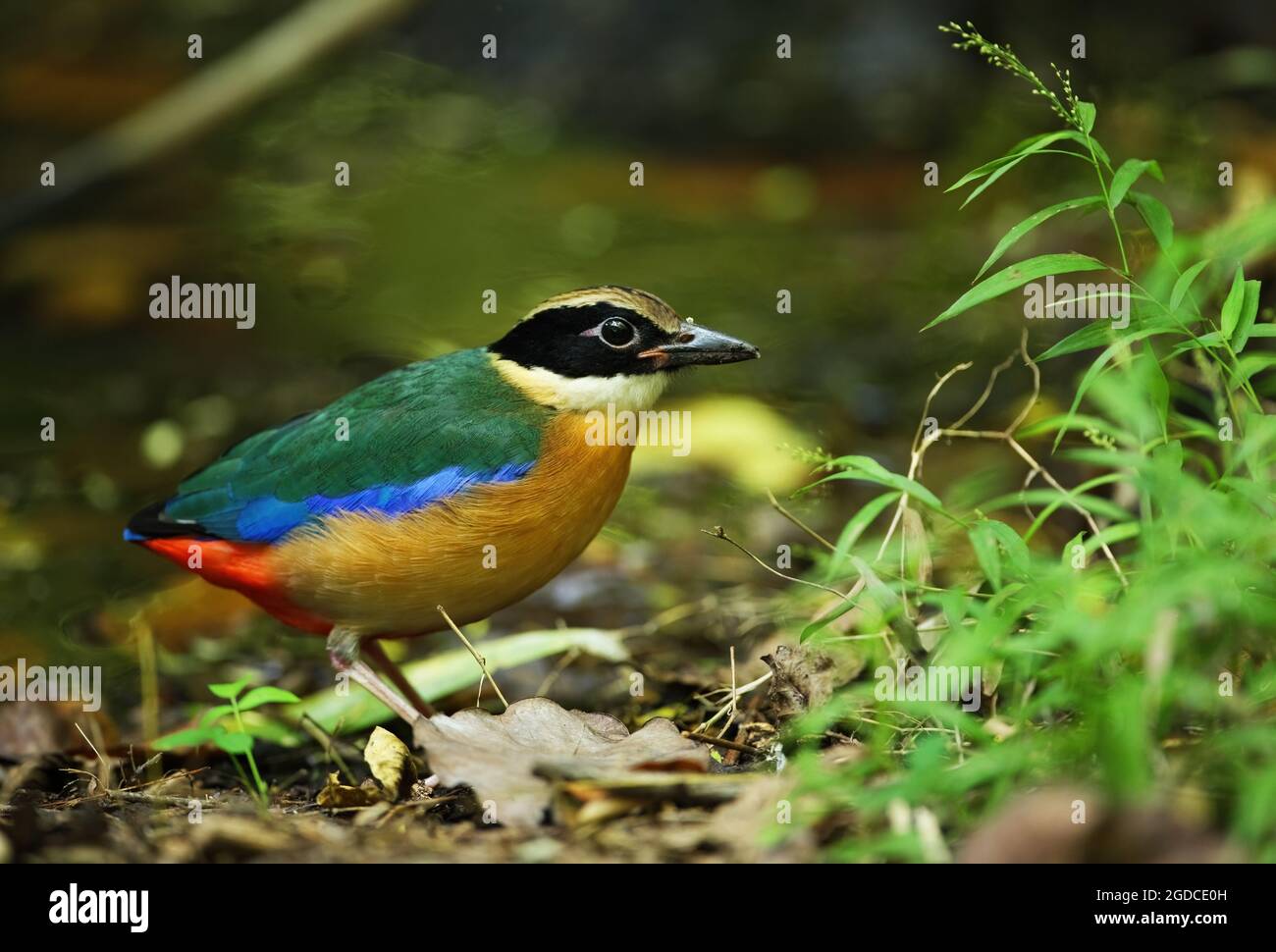 Blue-winged Pitta (Pitta moluccensis) first winter standing by forest ...