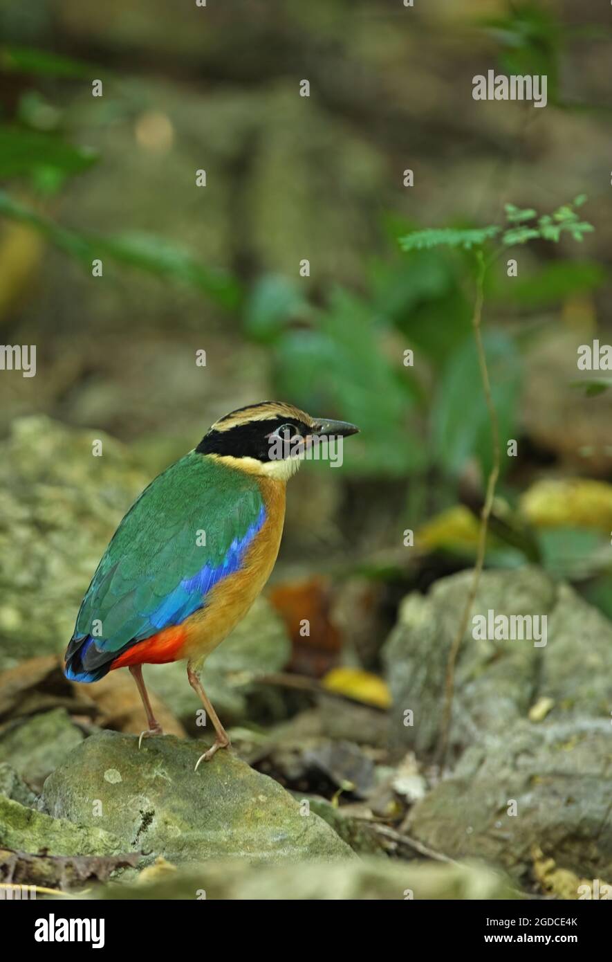 Blue-winged Pitta (Pitta moluccensis) first winter standing on forest ...