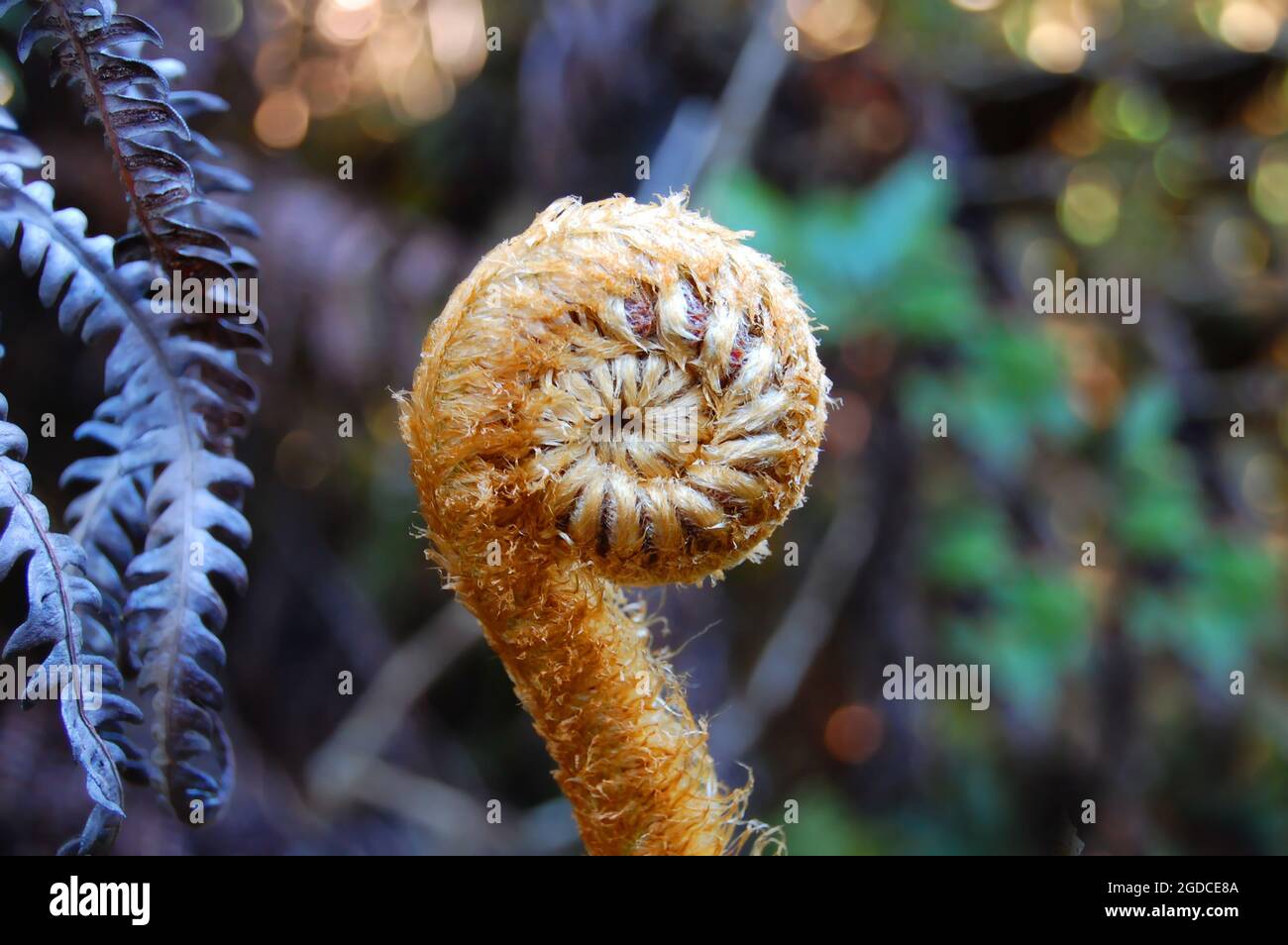 Tightly curled hi-res stock photography and images - Alamy