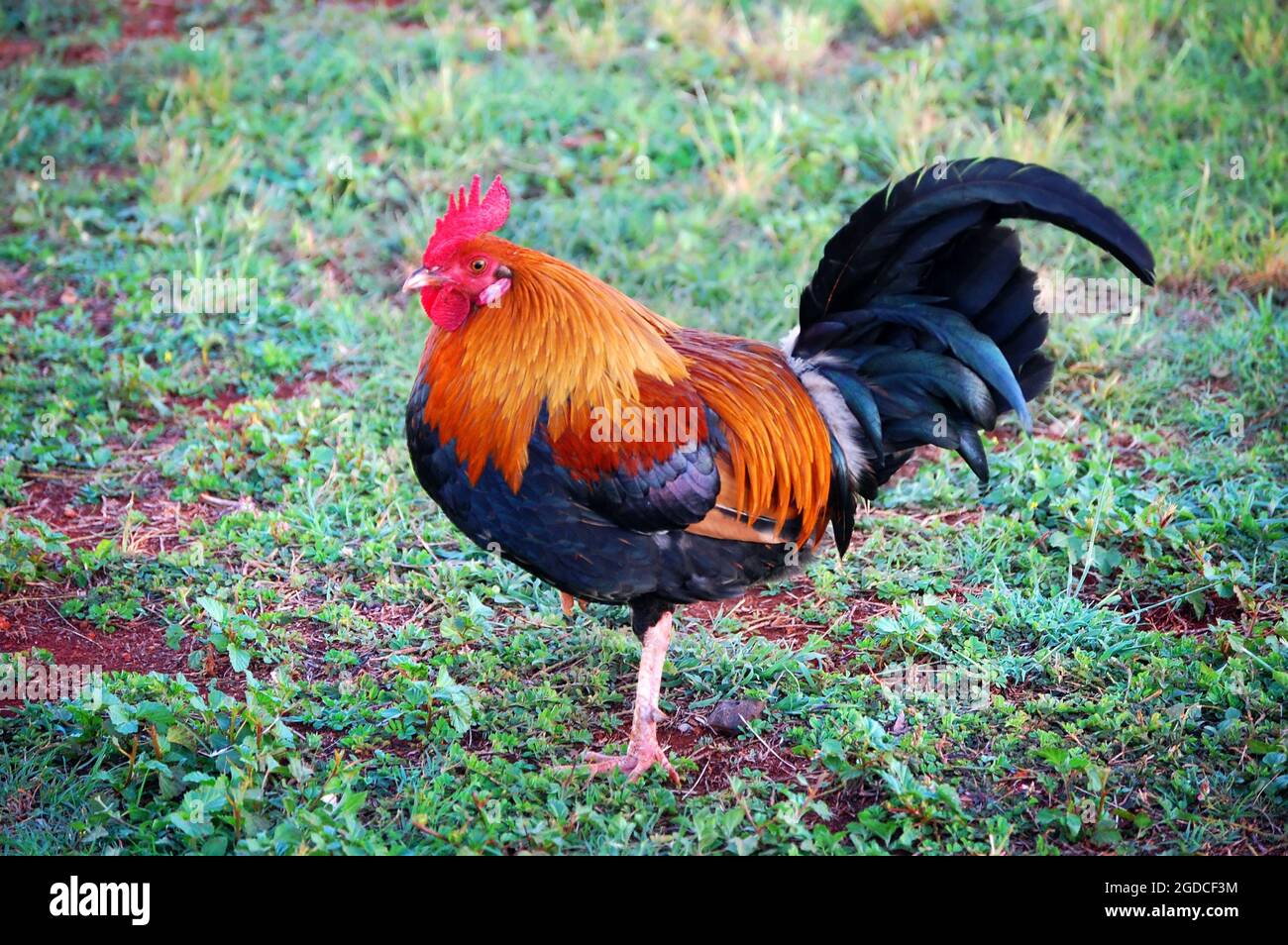 Wild rooster kauai hawaii hi-res stock photography and images - Alamy