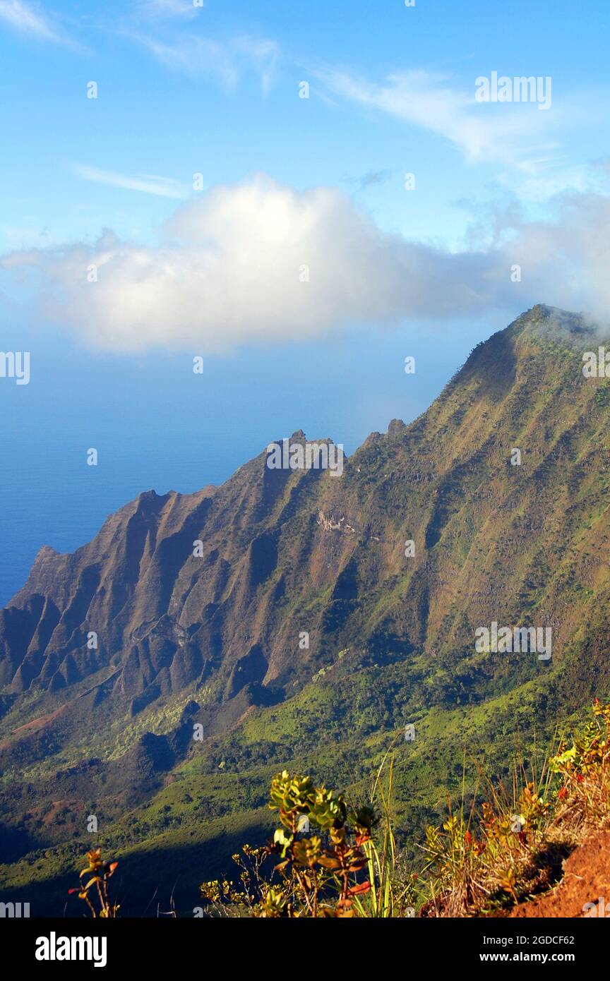 Kona forest preserve hi-res stock photography and images - Alamy