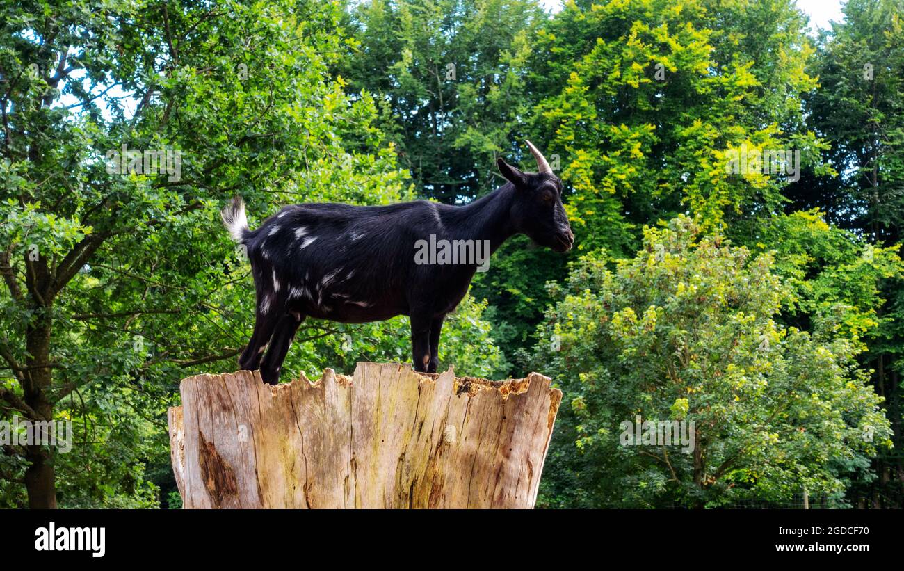 Blue billy goat hi-res stock photography and images - Alamy