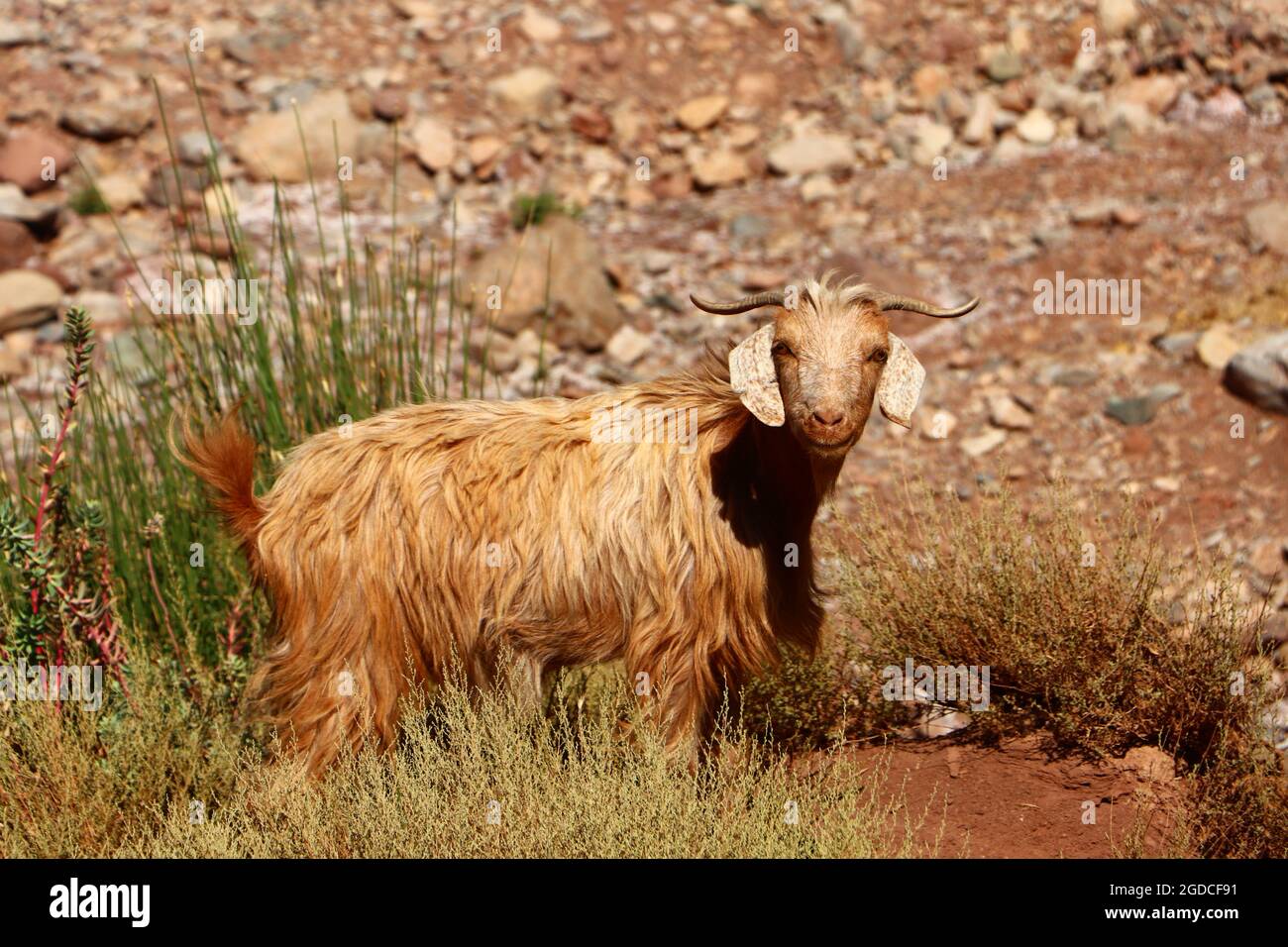 Atlas animals hi-res stock photography and images - Alamy