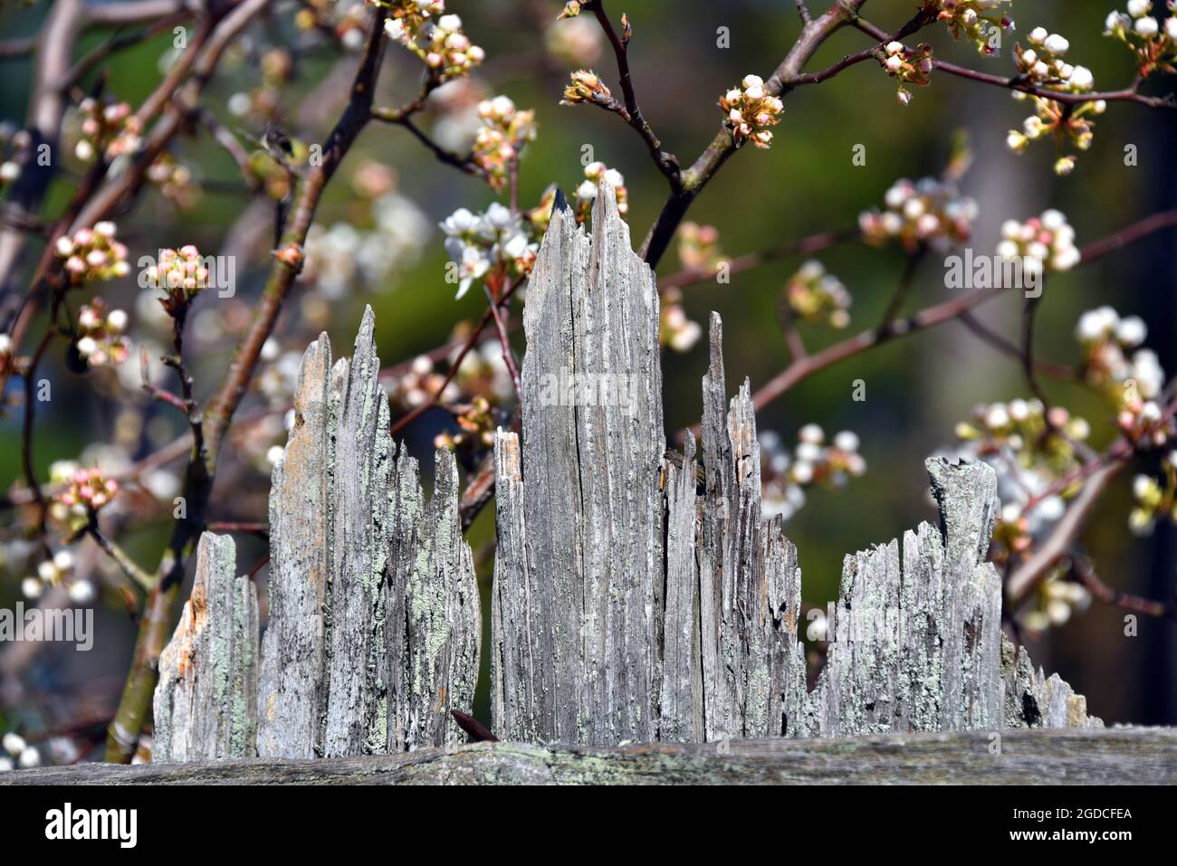 Broken fence frames the early buds of Spring. Fence is has ragged edges ...
