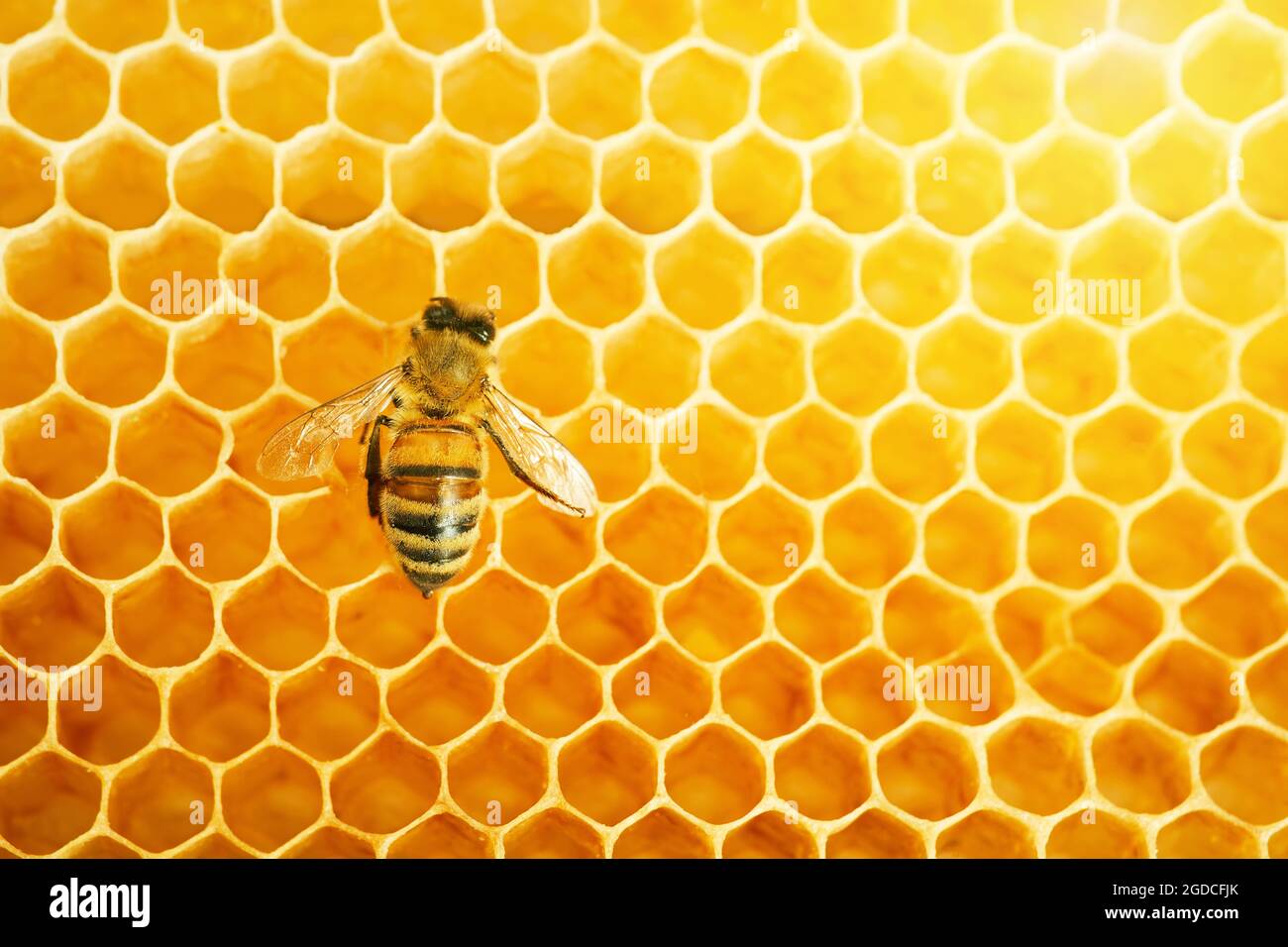Macro photo of a bee on a honeycomb. National honey bee day. September ...