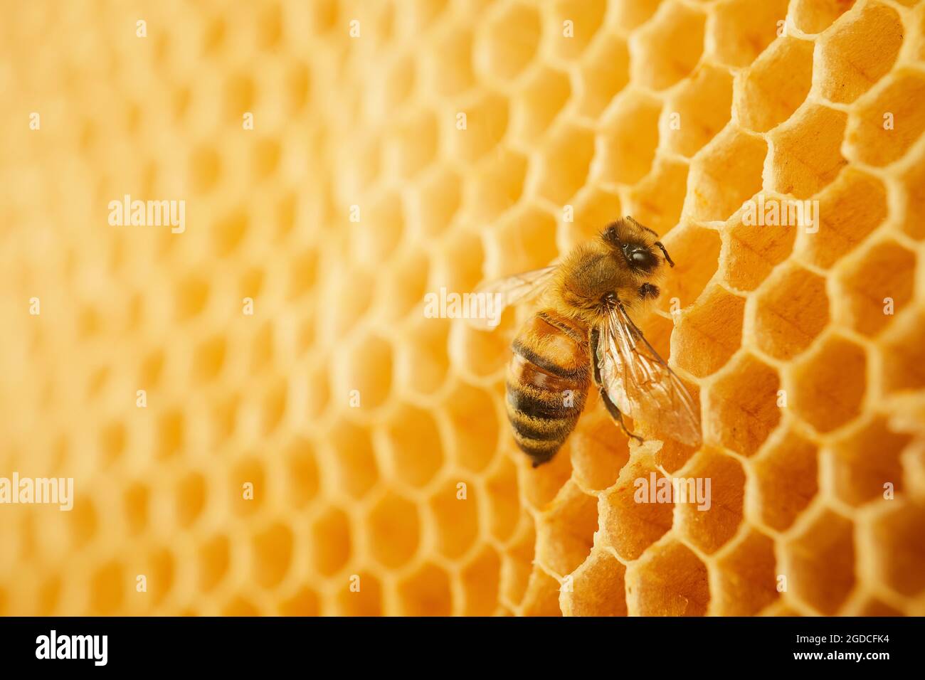 Macro photo of a bee on a honeycomb. National honey bee day. September ...