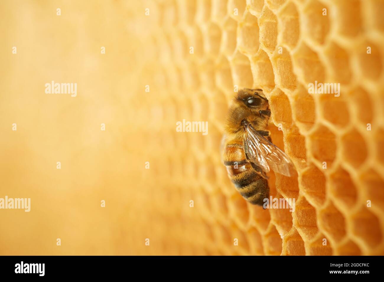 Macro photo of a bee on a honeycomb. National honey bee day. September ...