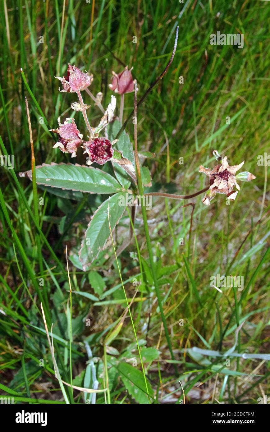 purple marshlocks, swamp cinquefoil and marsh cinquefoil, Sumpf ...
