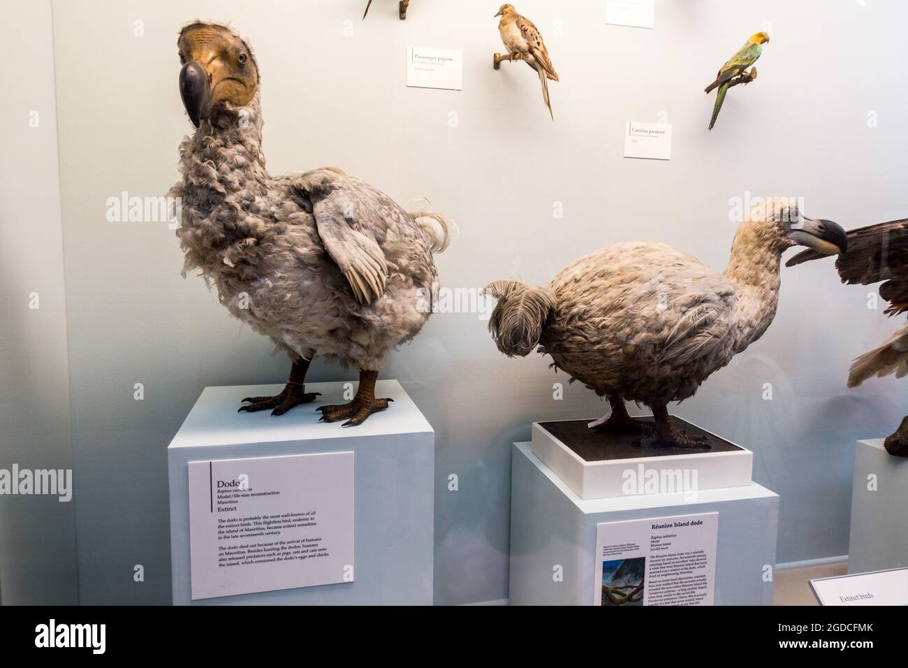 Artifacts on display in National History Museum Stock Photo - Alamy