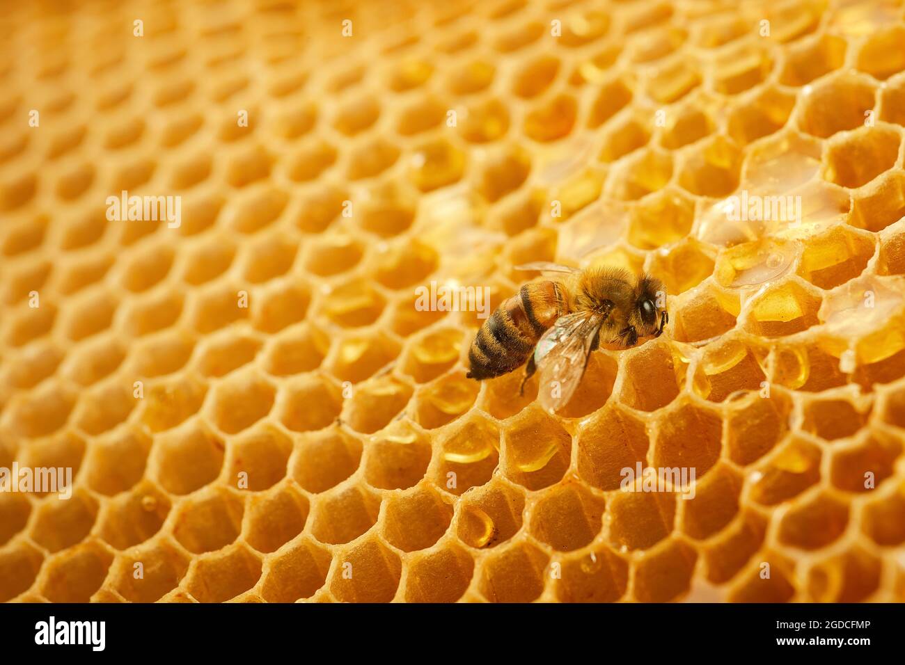 Macro photo of a bee on a honeycomb. National honey bee day. September ...