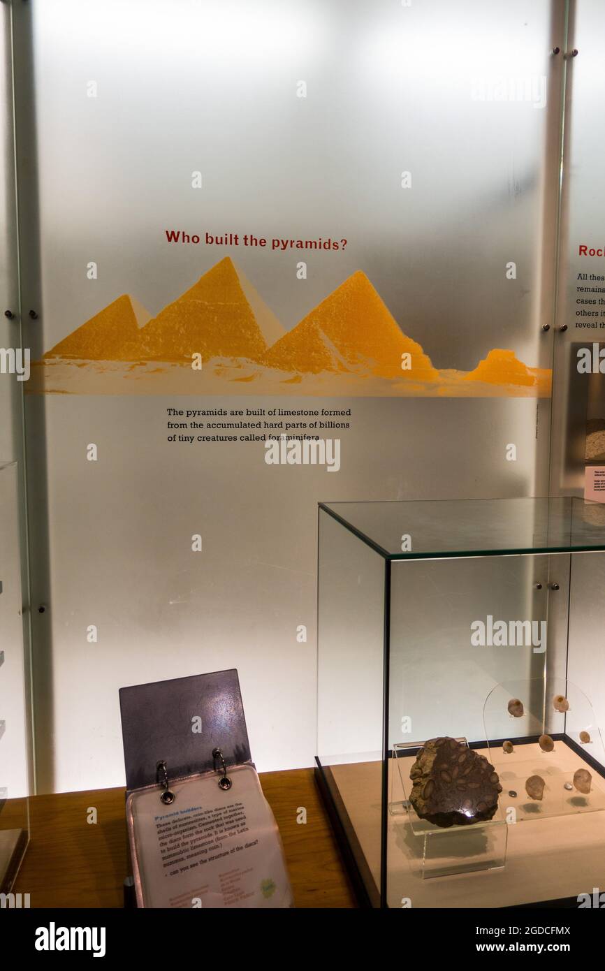 Artifacts on display in National History Museum Stock Photo - Alamy