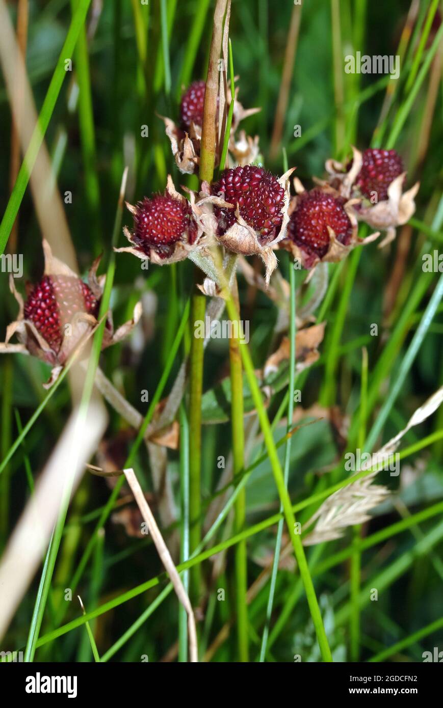 Sumpf blutauge hi-res stock photography and images - Alamy