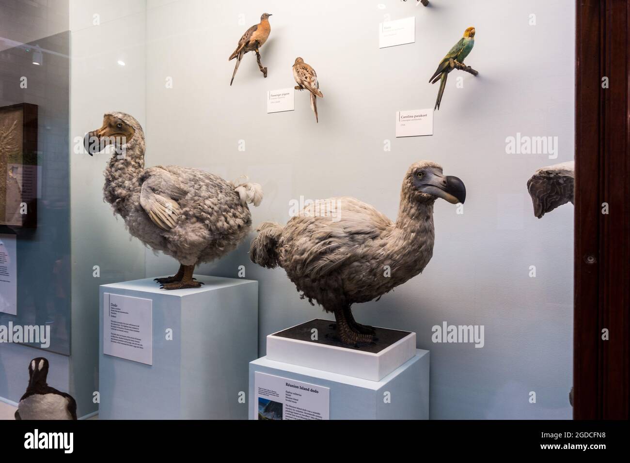Artifacts on display in National History Museum Stock Photo - Alamy