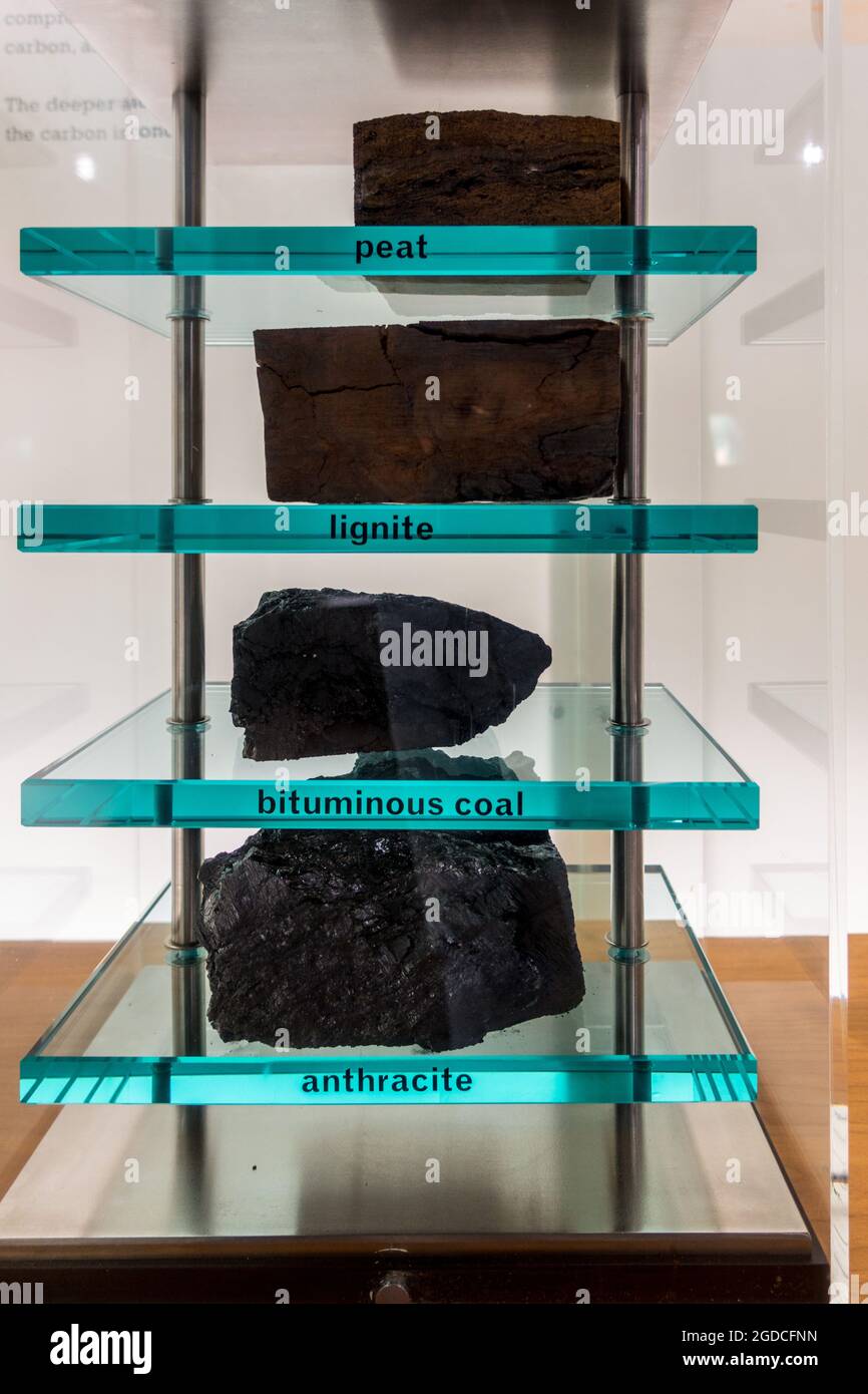 Artifacts on display in National History Museum Stock Photo - Alamy