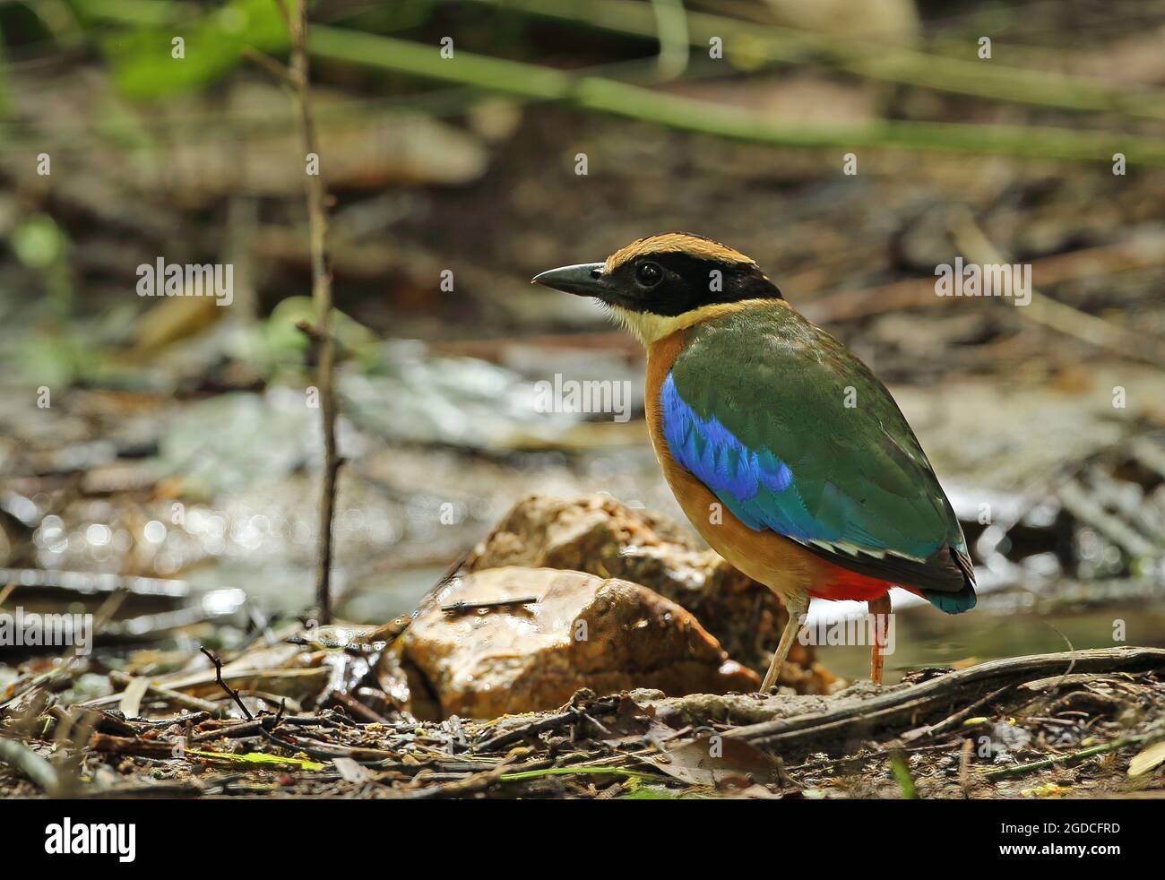 Blue-winged Pitta (Pitta moluccensis) adult standing on forest floor ...