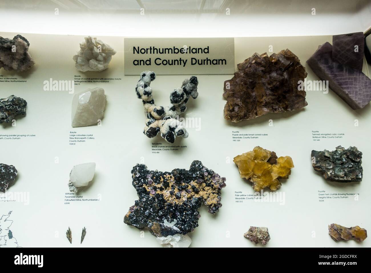 Artifacts on display in National History Museum Stock Photo - Alamy