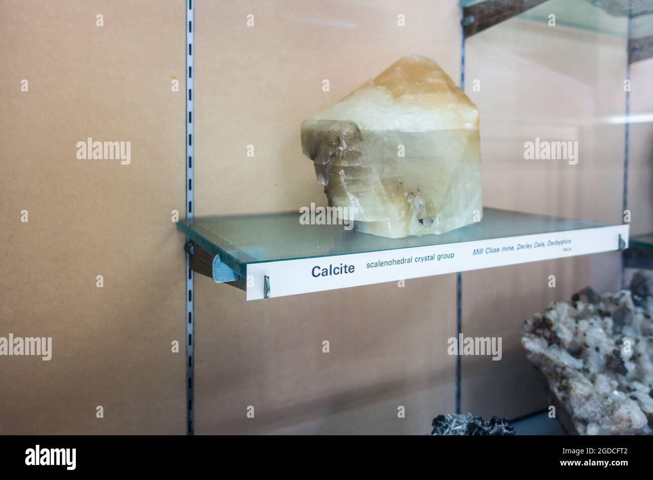 Artifacts on display in National History Museum Stock Photo - Alamy