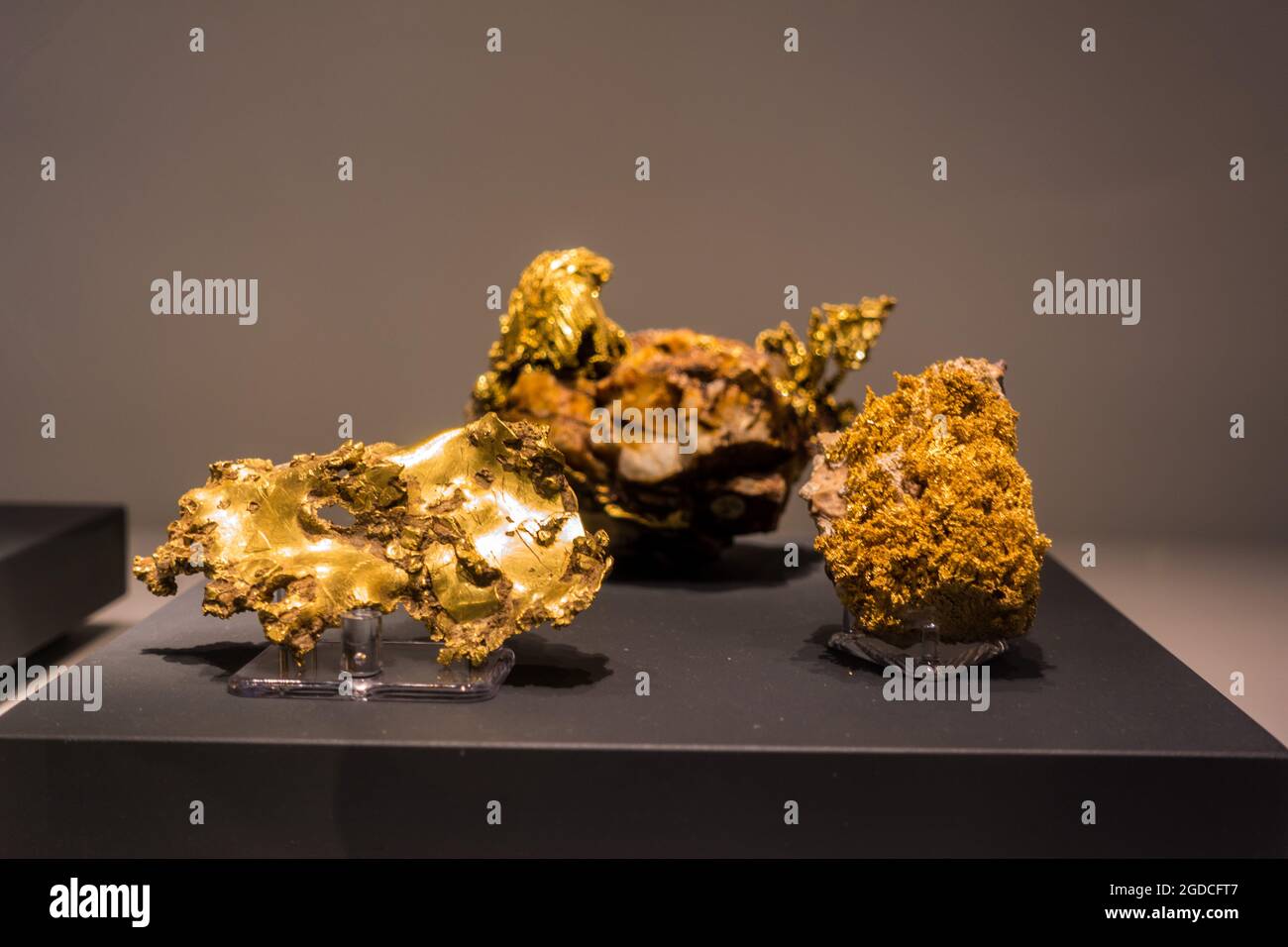 Artifacts on display in National History Museum Stock Photo - Alamy