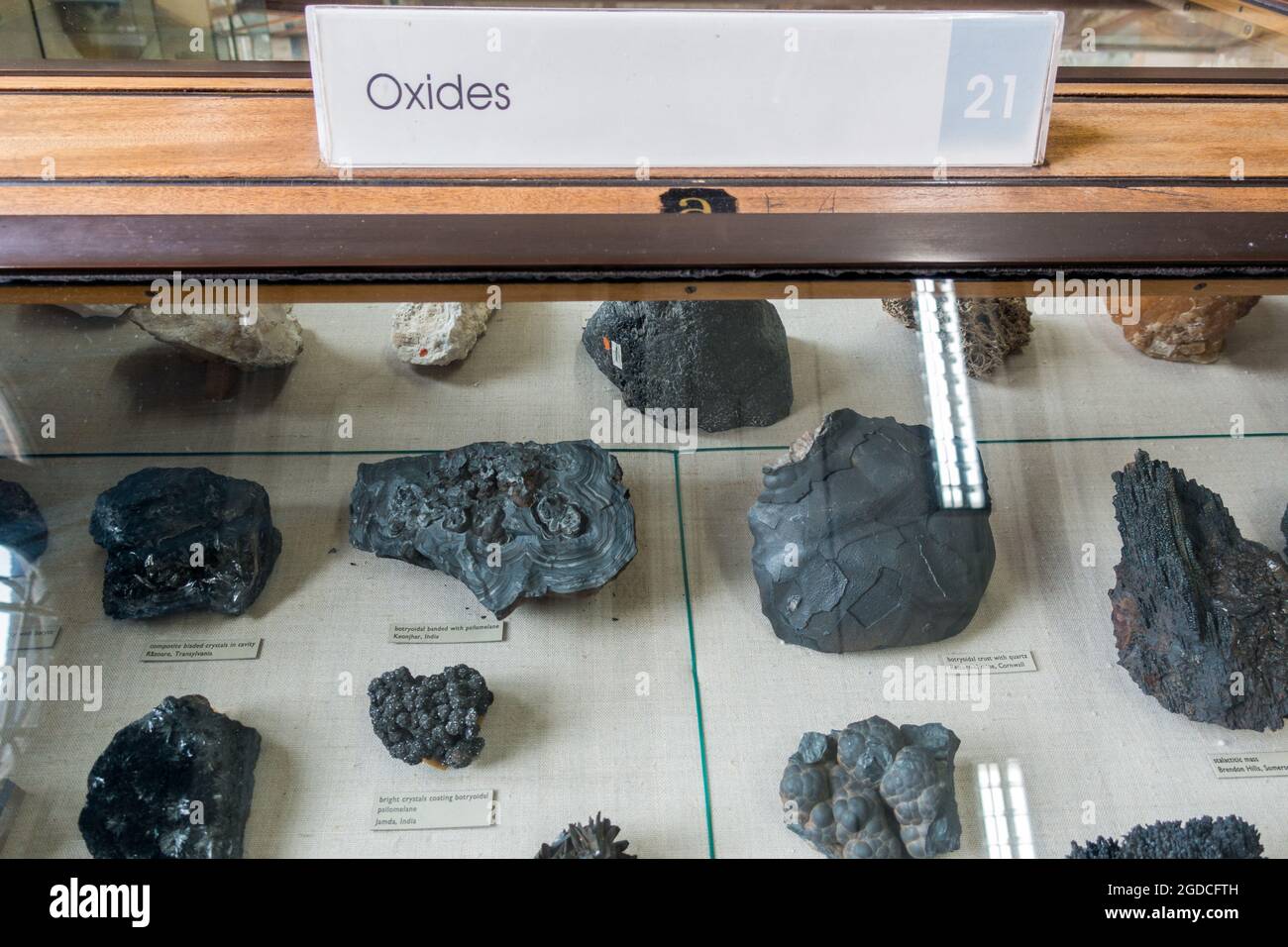 Artifacts on display in National History Museum Stock Photo - Alamy