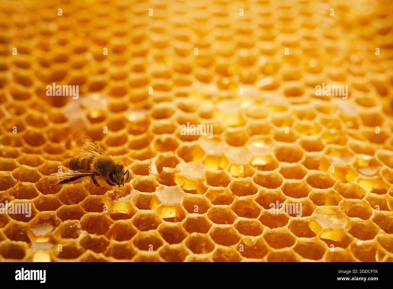 Macro photo of a bee on a honeycomb. National honey bee day. September ...