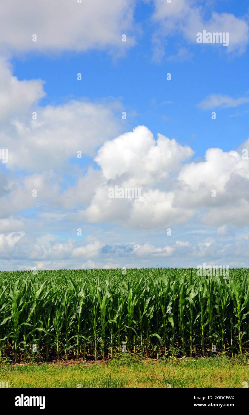Sunshine floods this corn field in southern Michigan. Blue sky and ...