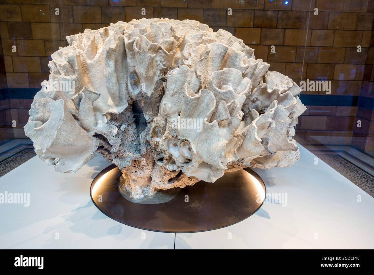 Artifacts on display in National History Museum Stock Photo - Alamy
