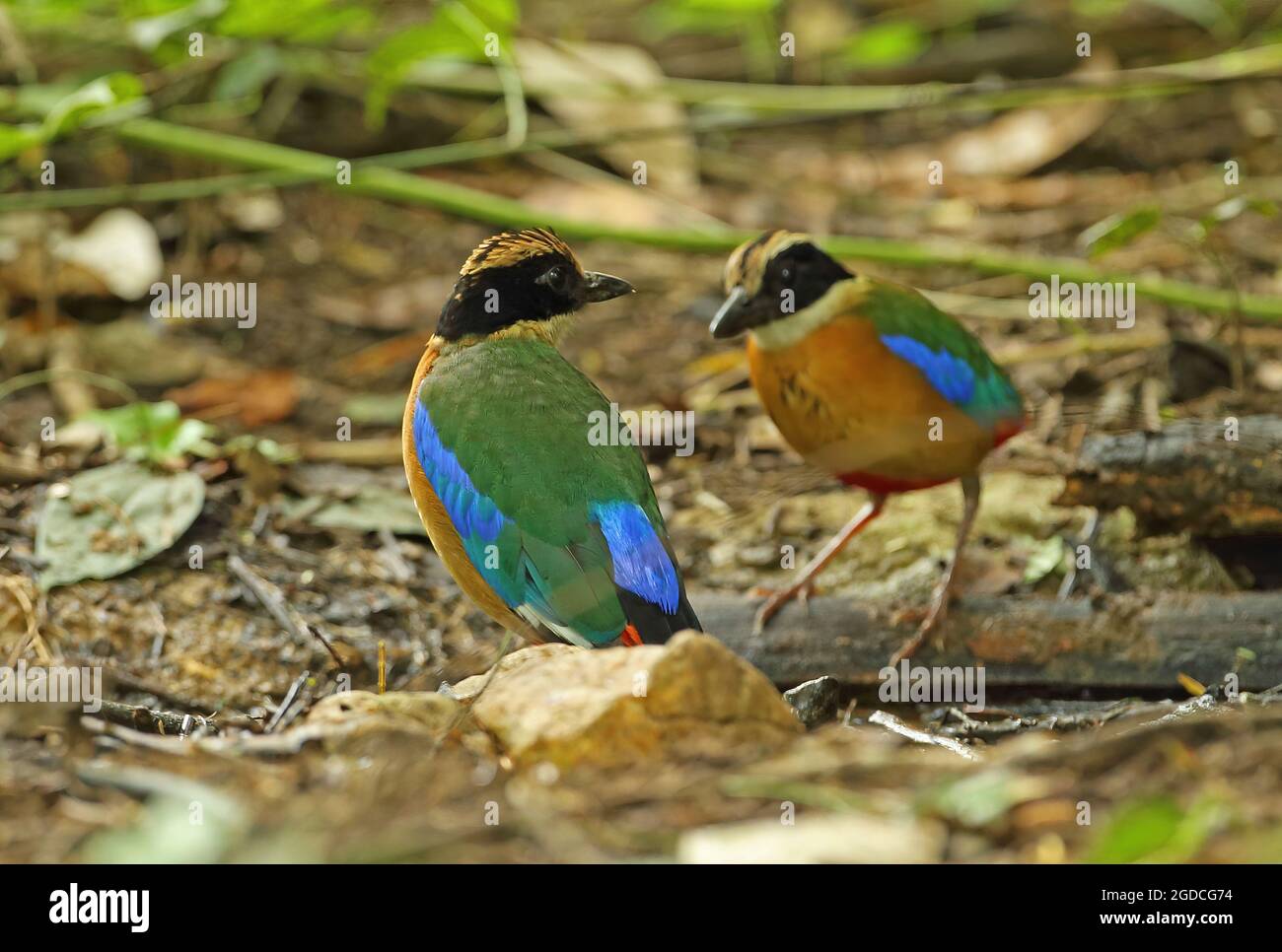 Blue-winged Pitta (Pitta moluccensis) pair visiting forest pool Kaeng ...