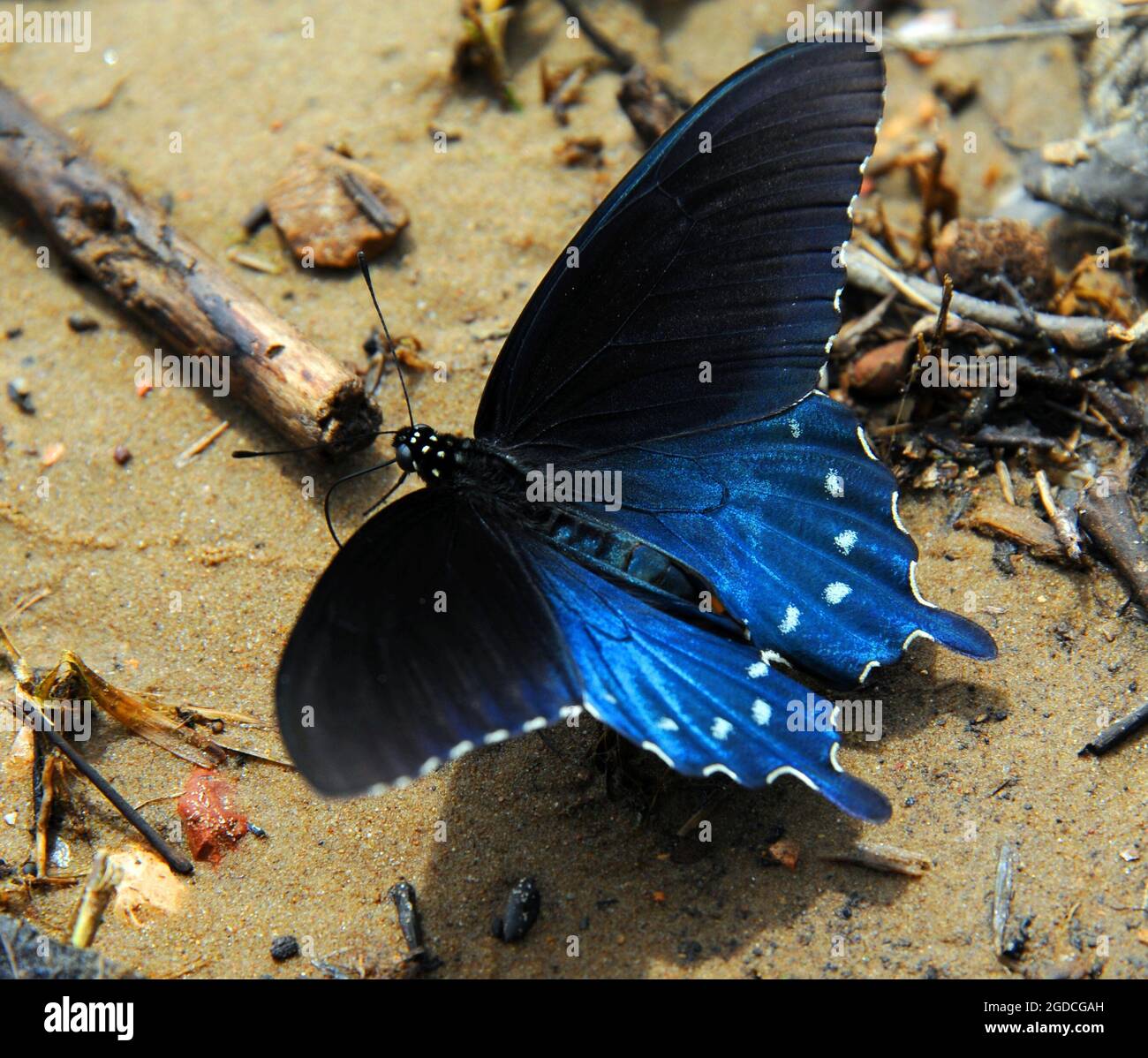 The Diana fritillary butterfly was designated the Arkansas State ...