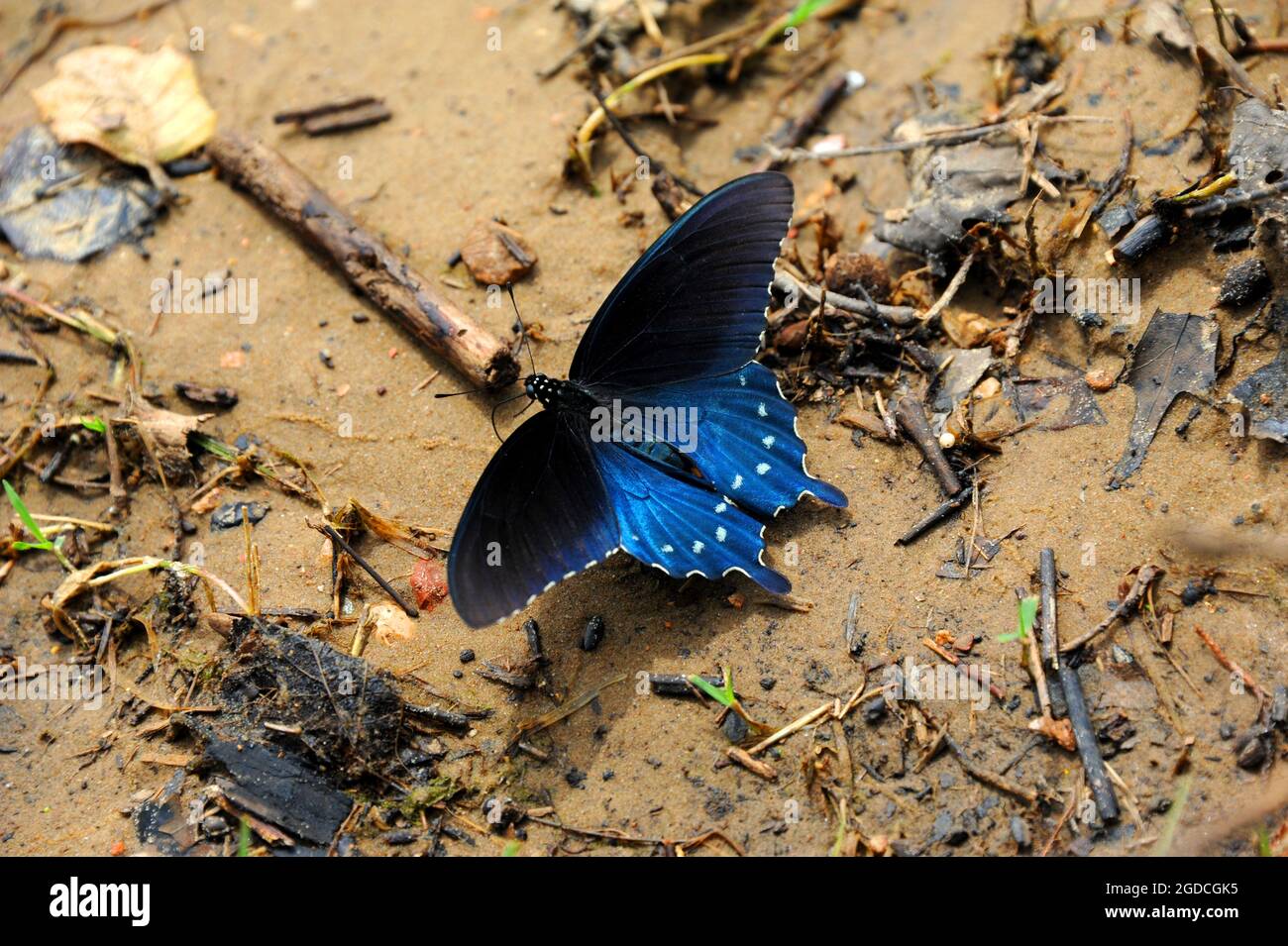 The Diana fritillary butterfly was designated the Arkansas State ...