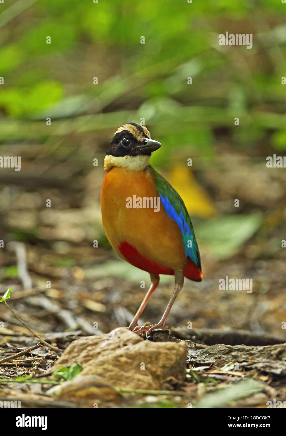 Blue-winged Pitta (Pitta moluccensis) adult standing on forest floor ...