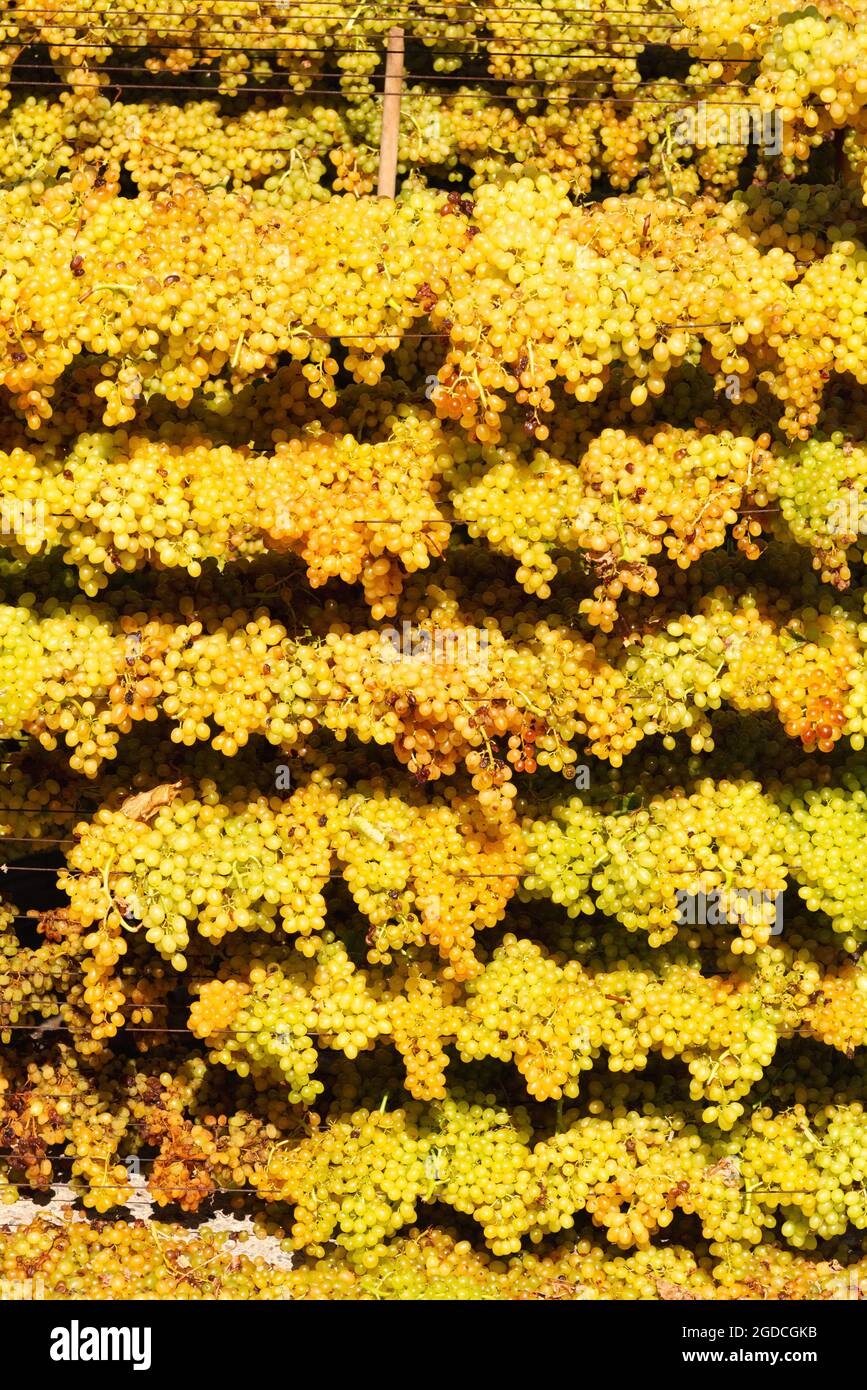 Grapes drying hi-res stock photography and images - Alamy