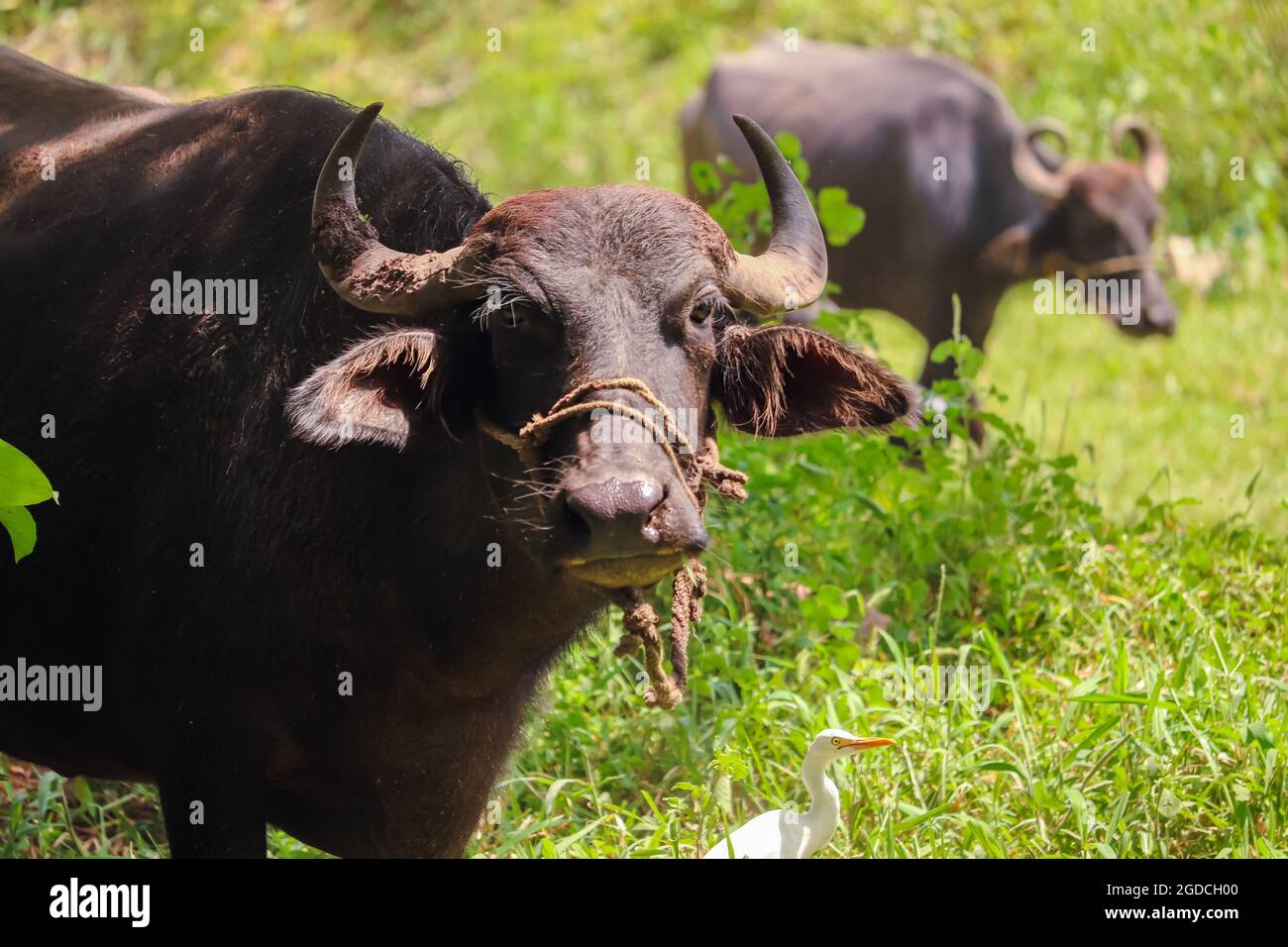 Closeup shot of a bull with big horns in the field with another one ...