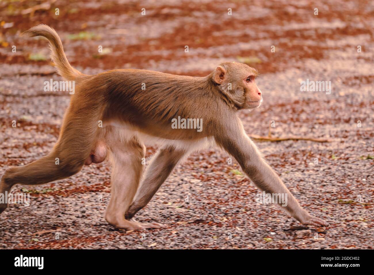 Cute monkey walking in a zoo Stock Photo - Alamy