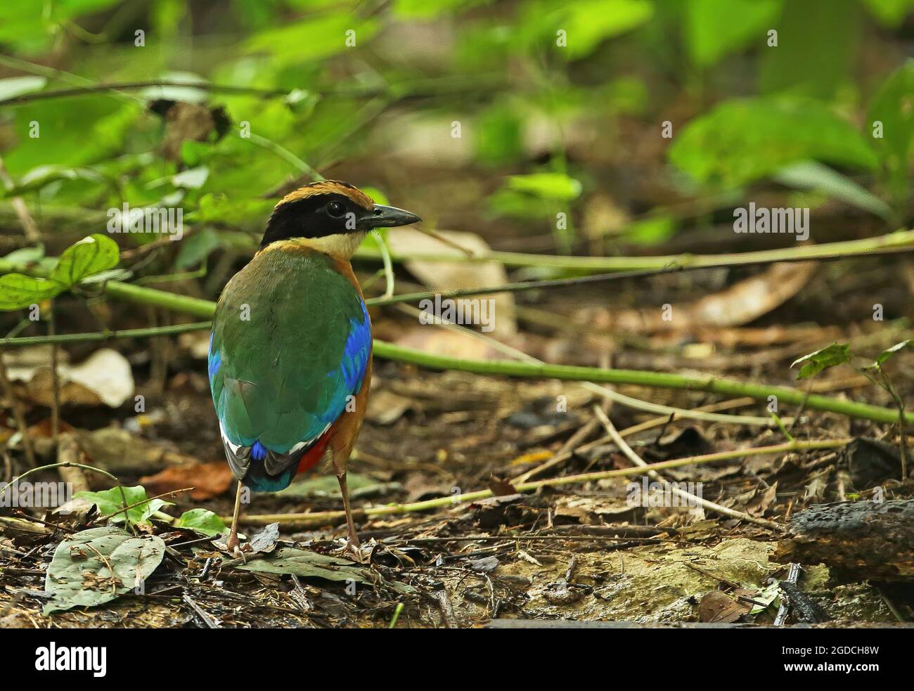 Blue-winged Pitta (Pitta moluccensis) adult standing on forest floor ...
