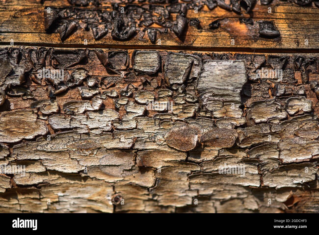 A fragment of old wood with a tarnished texture that has lost its color ...